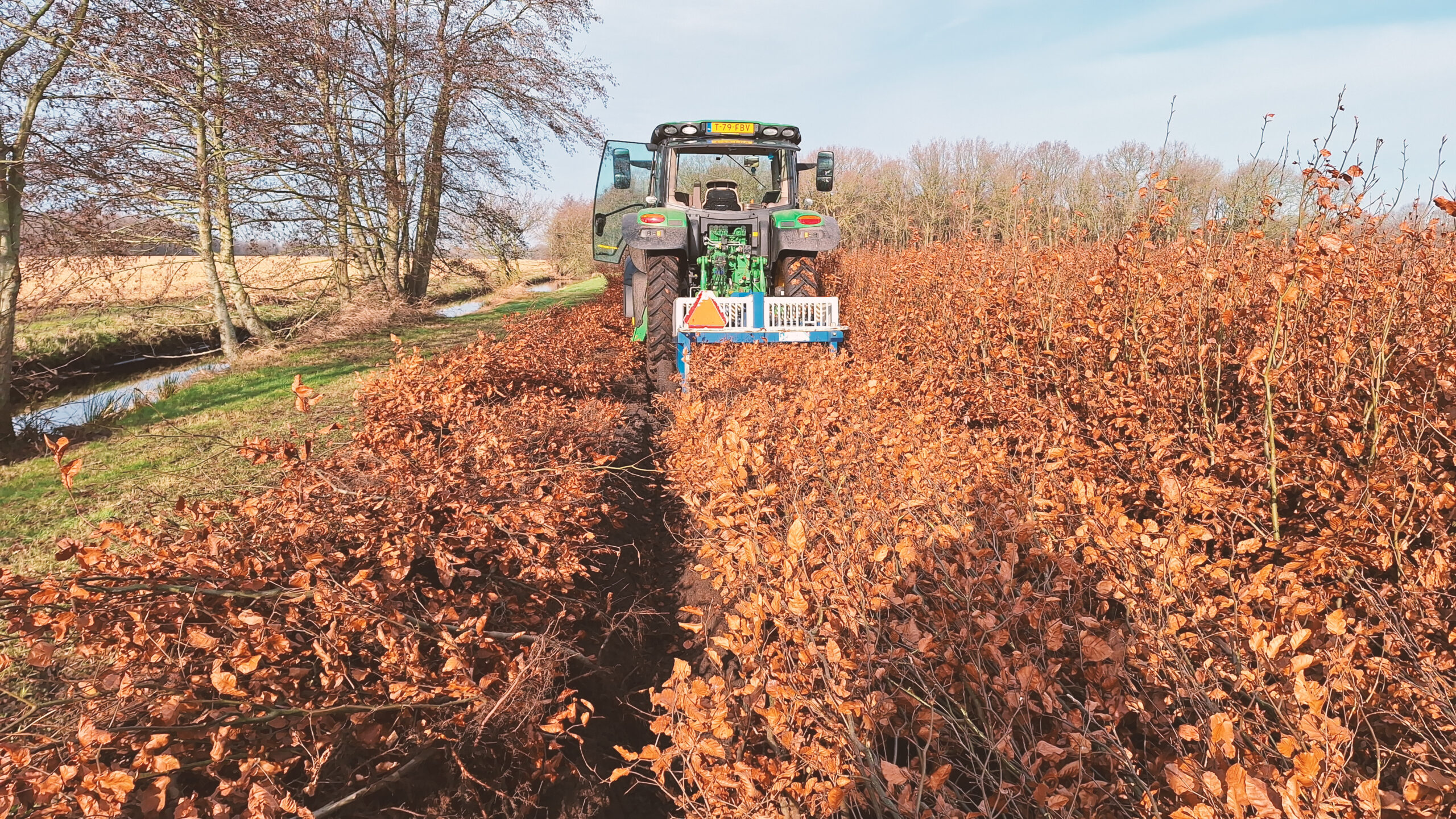 Beukenhaag rooien in volle gang - Boomkwekerij Postma